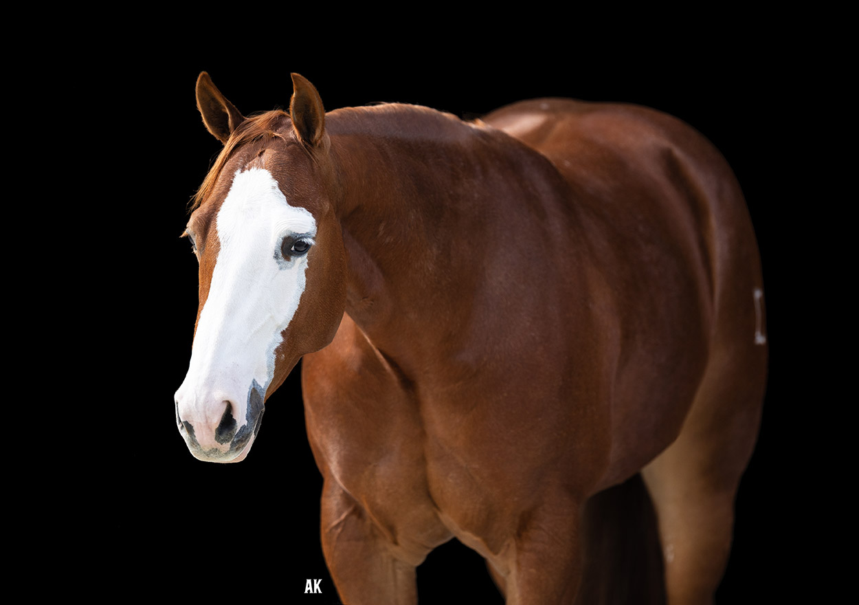 Mare Power - Red Arrow Ranch