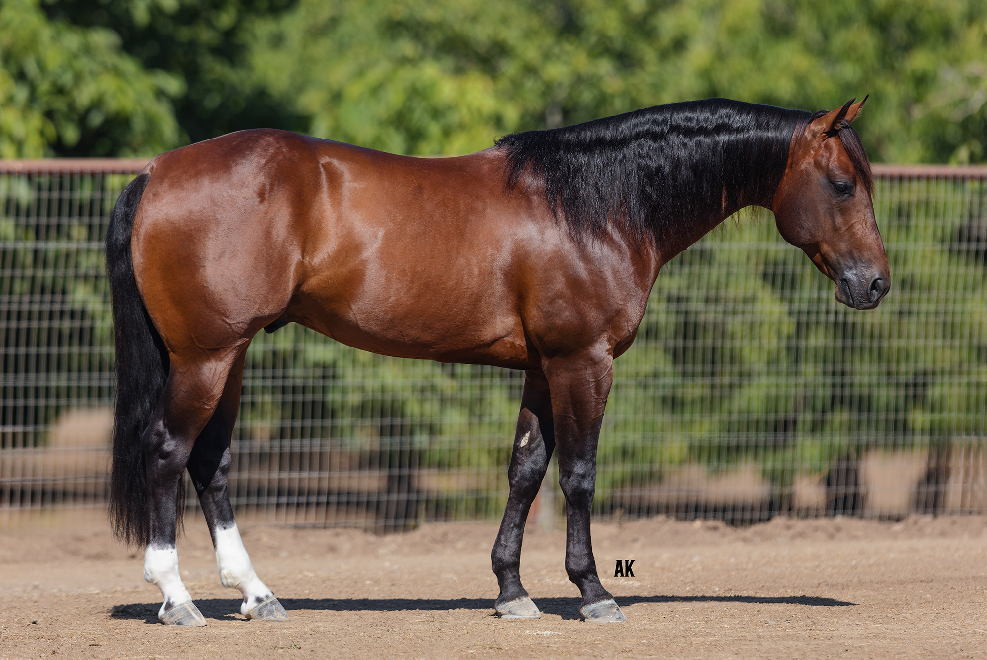 CR Hes A Tuff One - Red Arrow Ranch