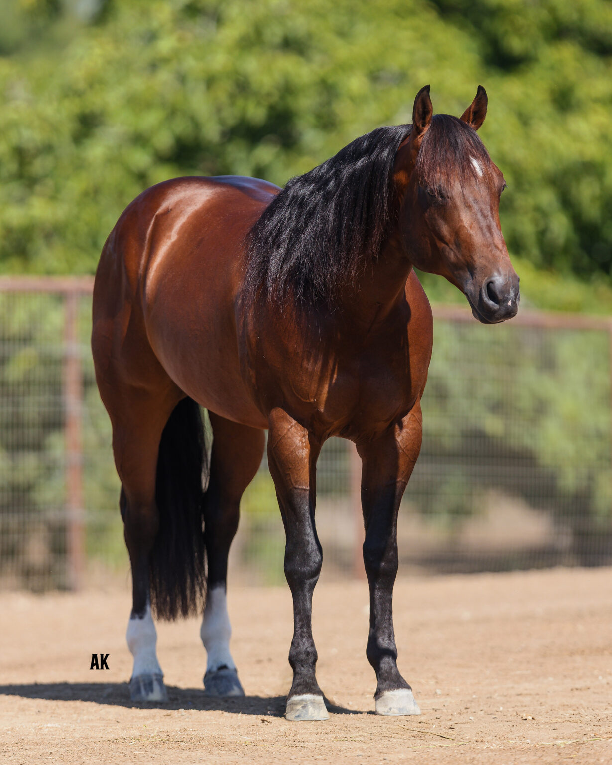 CR Hes A Tuff One - Red Arrow Ranch