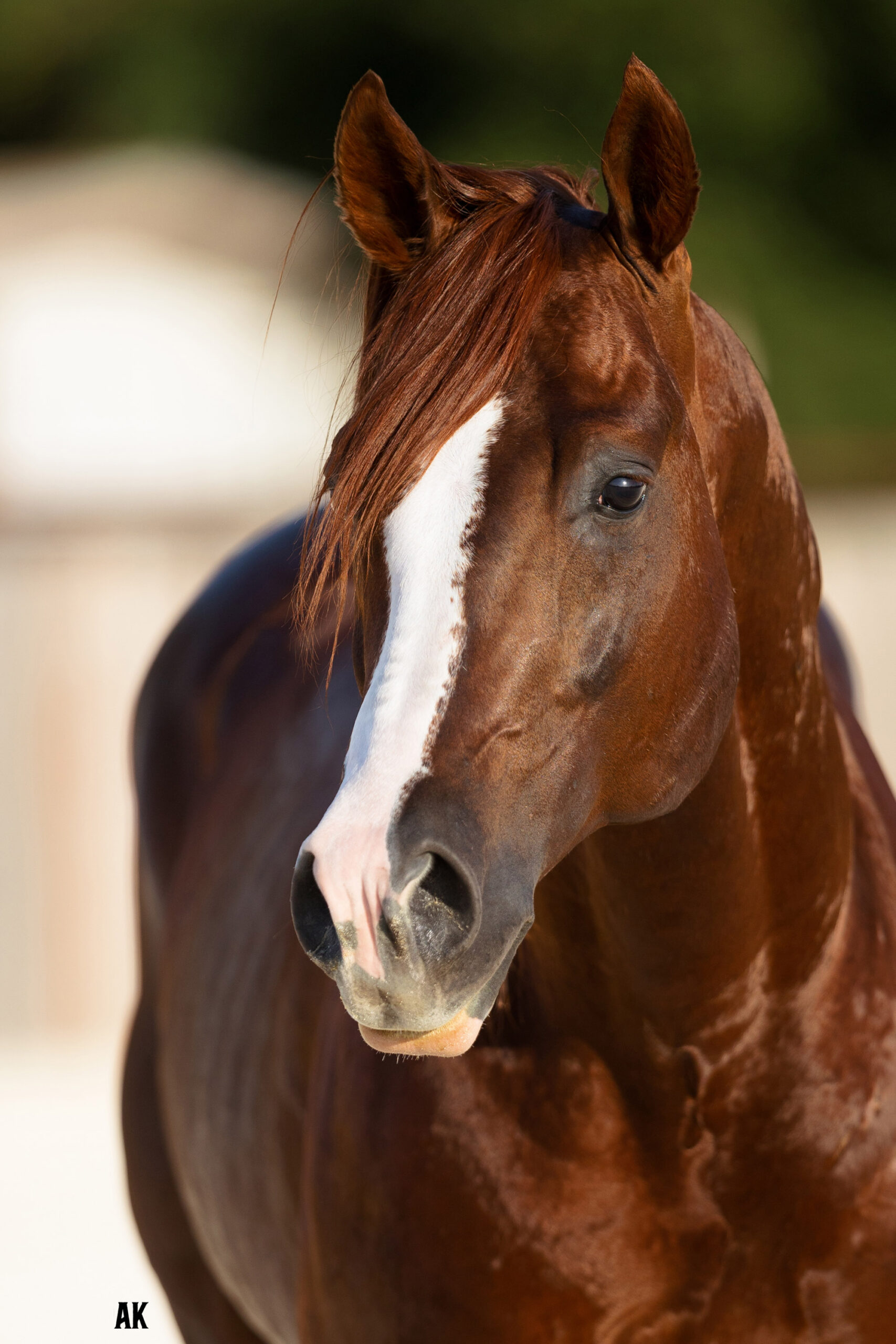 Roo To Do - Red Arrow Ranch