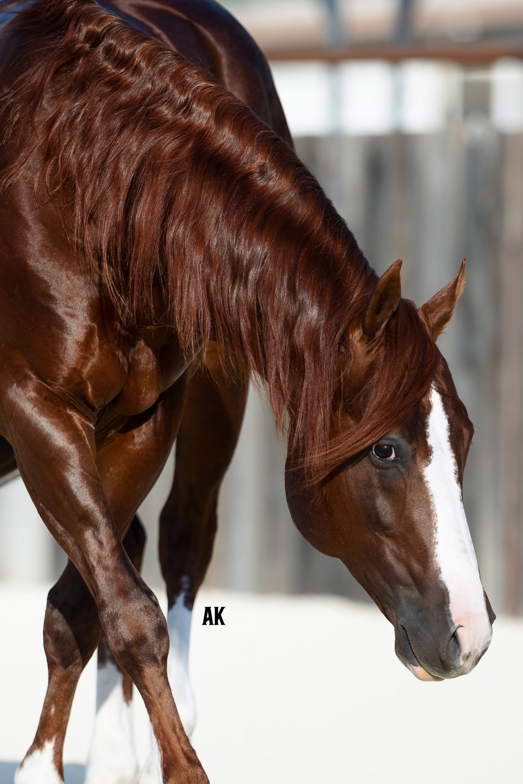 Roo To Do - Red Arrow Ranch
