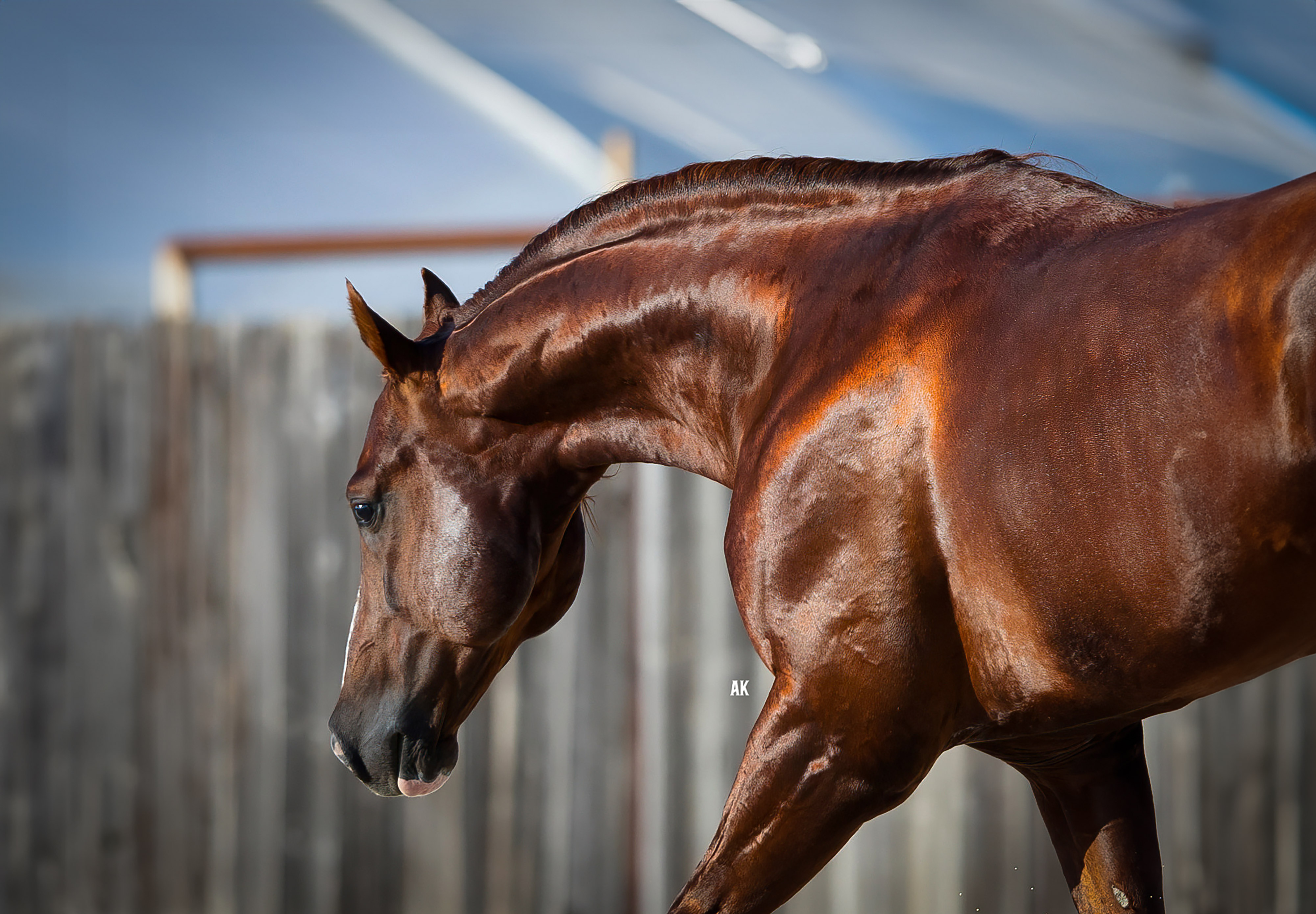 The Beginning of a Legacy - Red Arrow Ranch