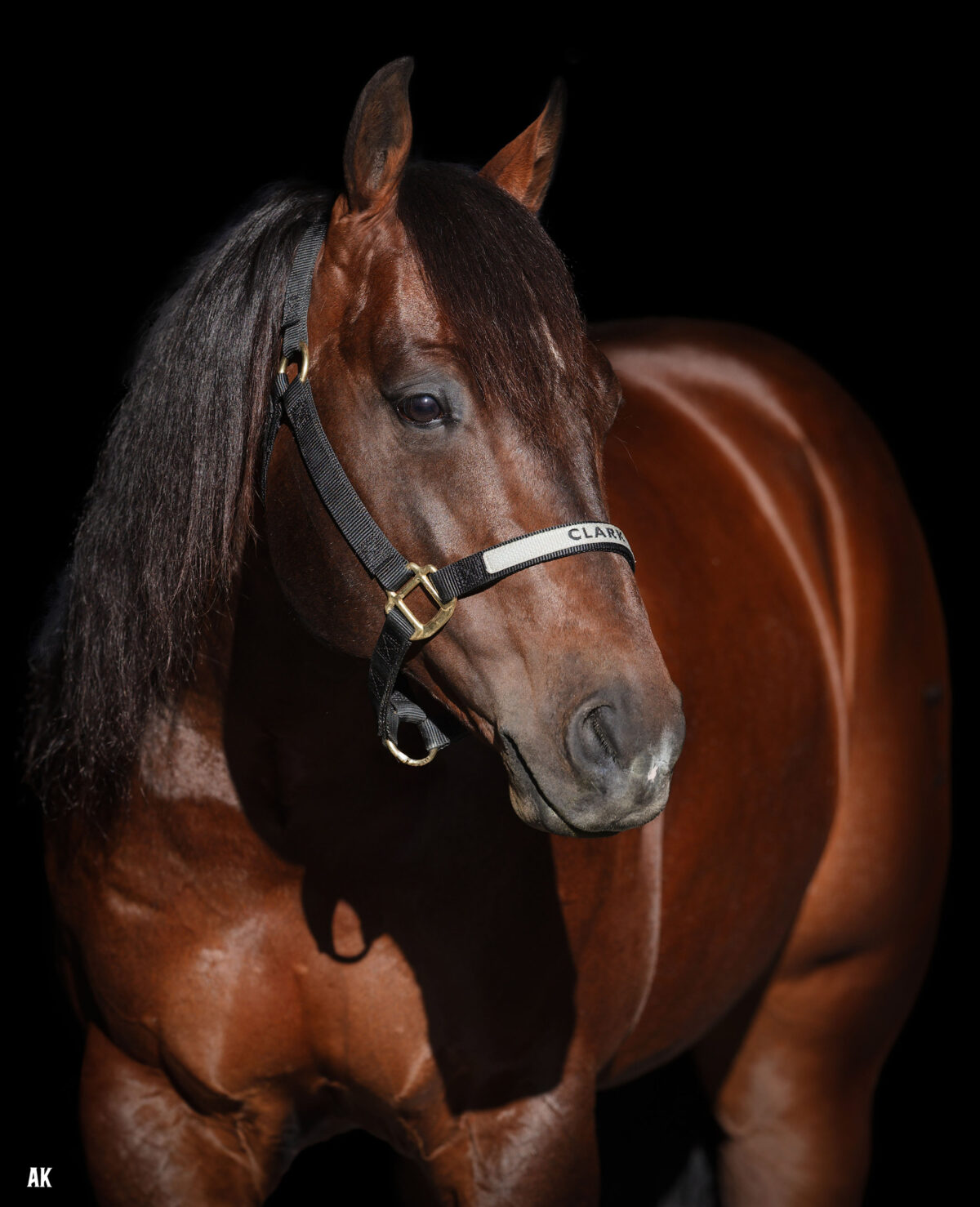 CR Hes A Tuff One - Red Arrow Ranch
